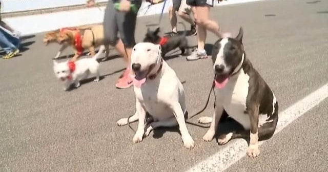 Indianapolis Motor Speedway hosts 11th annual Mutt Strutt - CBS News