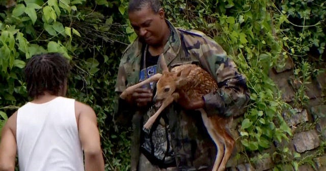 Watch: Stranded fawn rescued from flooded creek - CBS News