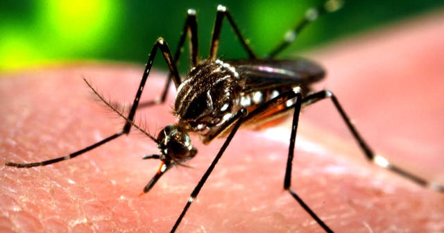 New U.S. cases of Caribbean mosquito virus - CBS News