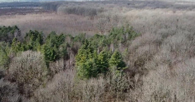 Historic forest in France supplies oak trees to rebuild Notre Dame ...