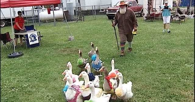 The Gooseman and his flock - CBS News