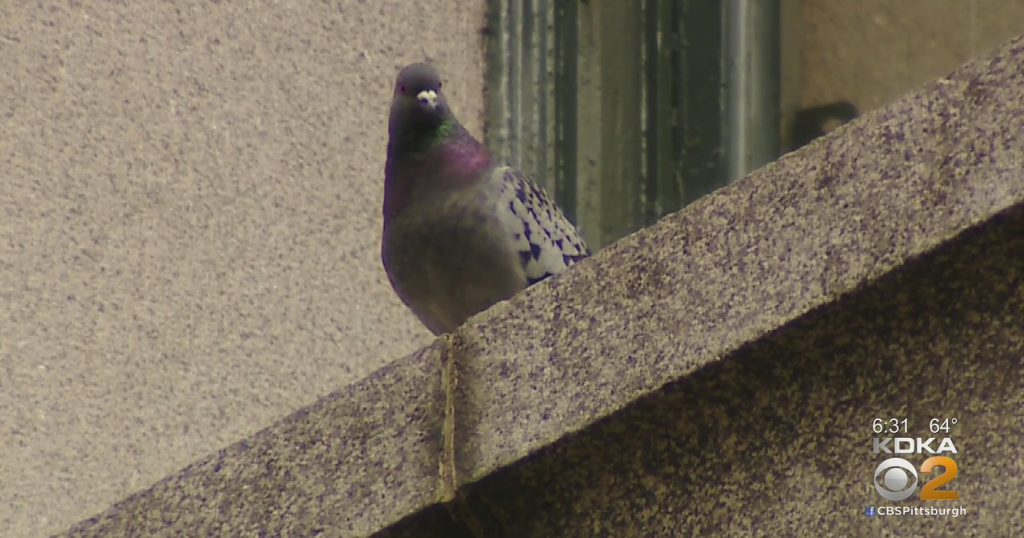 4 Charged In Connection With Deaths Of Poisoned Pigeons In Downtown ...