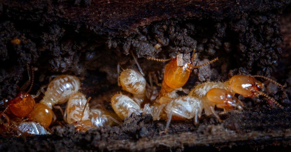 Philadelphia One Of Top Cities In US For Termite Treatments, Orkin ...