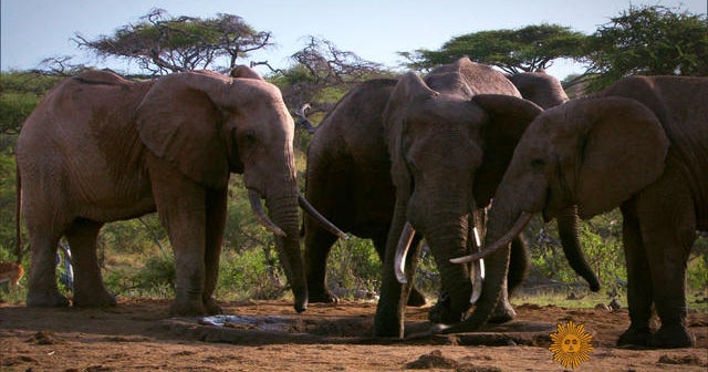 Stepping up the fight against elephant poachers - CBS News