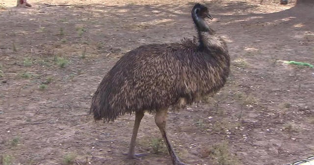Angry six-foot emu attacks Texas WWII veteran - CBS News