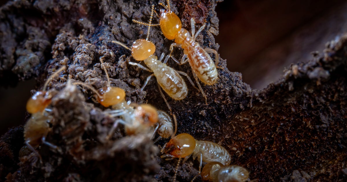Baltimore Ranked 15th On Orkin's Top-50 Termite Cities List - CBS Baltimore