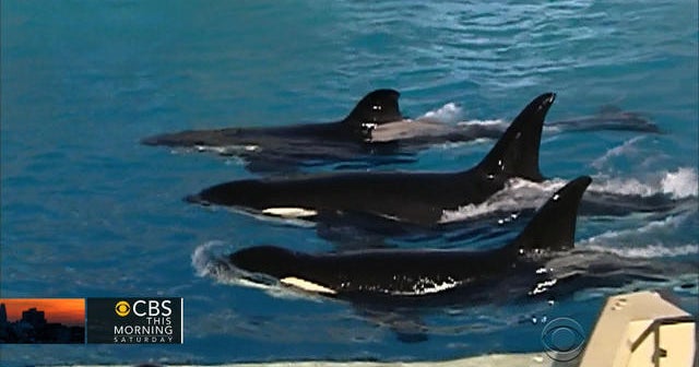 SeaWorld’s plans to rebound after controversy - CBS News
