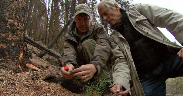 Protecting the mushroom patch - CBS News