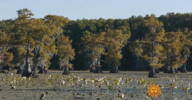Nature Caddo Lake Texas Cbs News