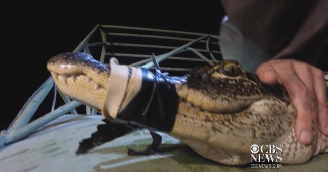 What's killing the alligators? - CBS News