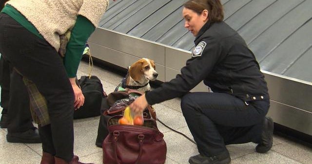 Canine customs agents - CBS News