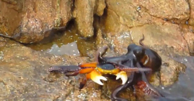 Octopus ambushes crab in stunning video - CBS News