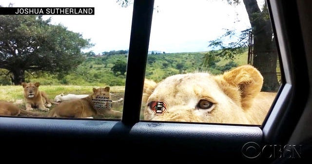 Chivarly is terrifying: Lioness opens car door for tourists - CBS News