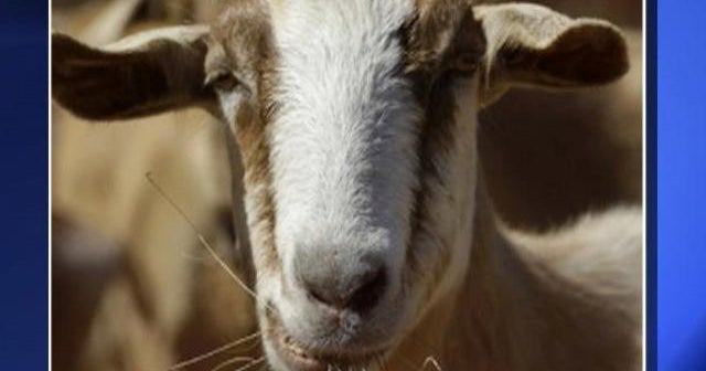 Witty teens steal goat for prom proposal - CBS News