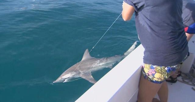 Florida professor traces shark migration from the air - CBS News