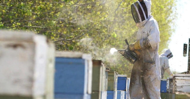 Millions of bees on the loose after accident - CBS News