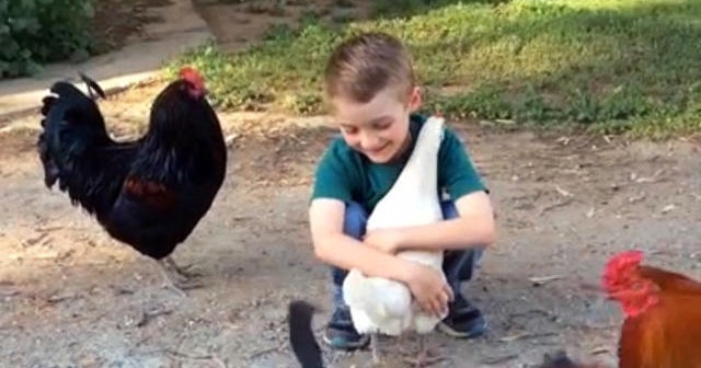 Skeptical chicken gives little boy a hug - CBS News