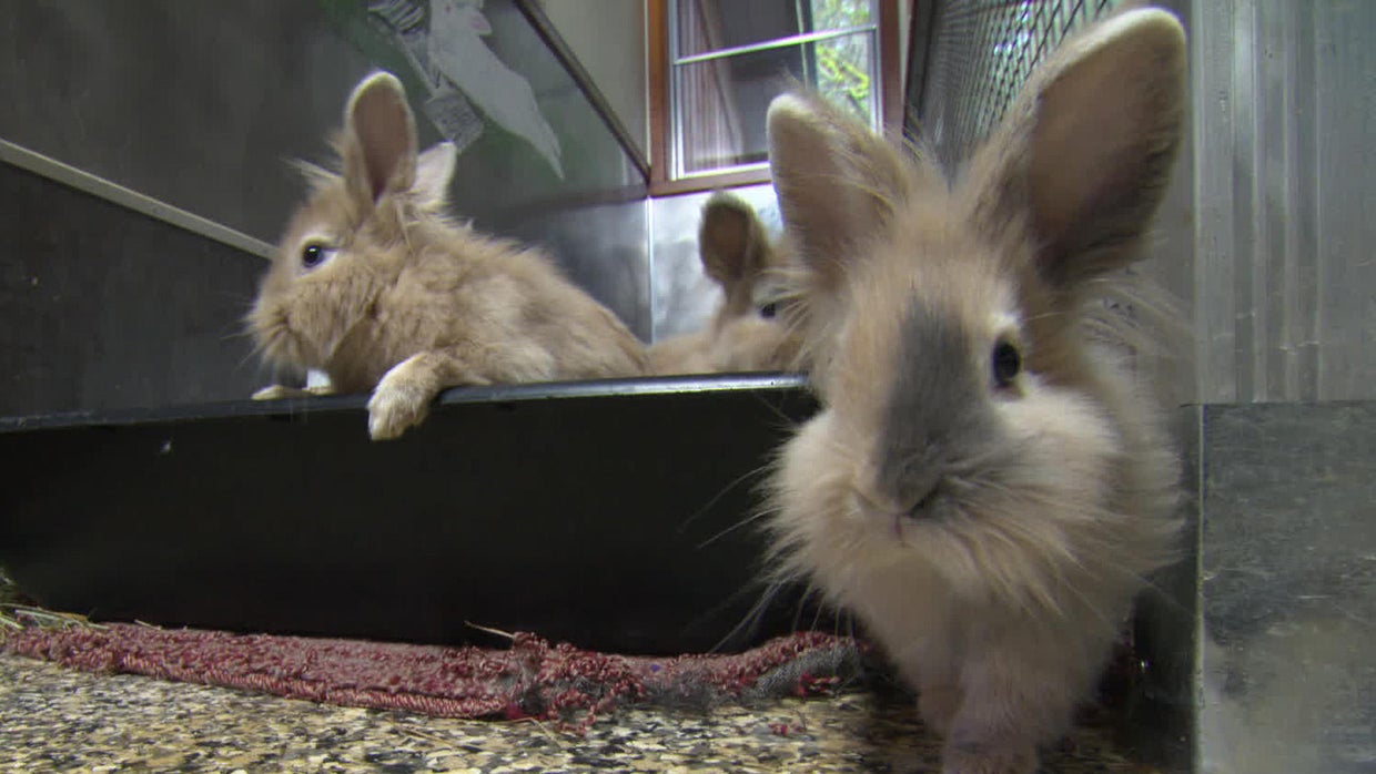 Vaccinating bunnies - CBS News
