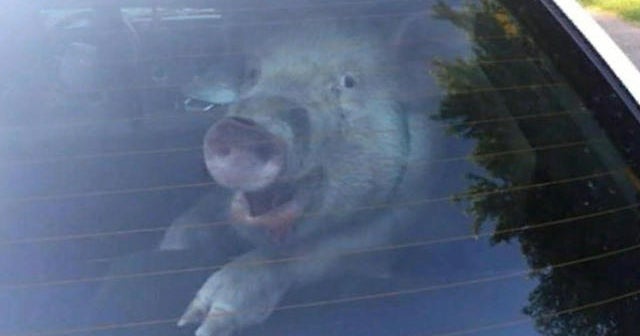 Runaway pig captured and arrested - CBS News