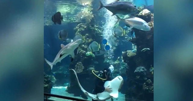 Shark gets tender loving care from keeper - CBS News