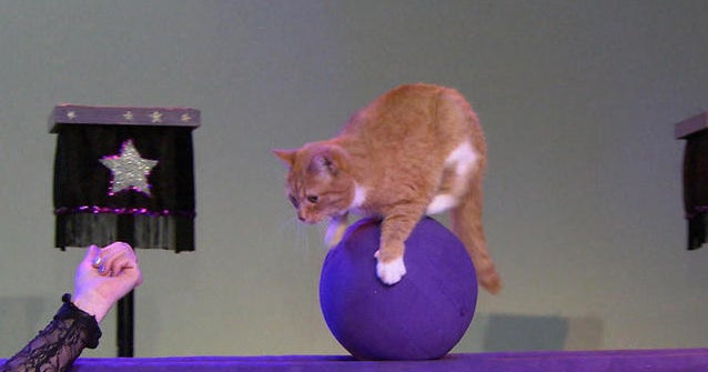 Presenting: The amazing acrobatic cats! - CBS News