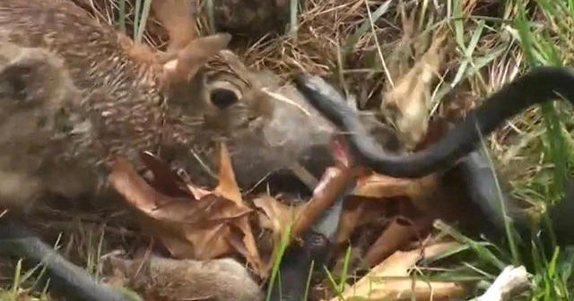 Watch a mother rabbit fight off a snake - CBS News
