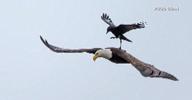 Crow hitches a ride on eagle - CBS News