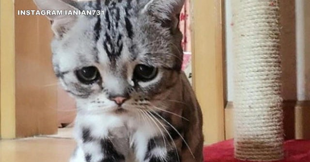 Luhu, the sad cat goes viral - CBS News