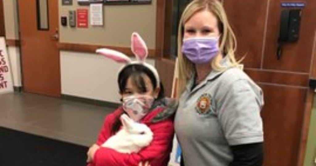 Sharon Police Reunite Lost Rabbit 'Fluffy' With Family - CBS Boston