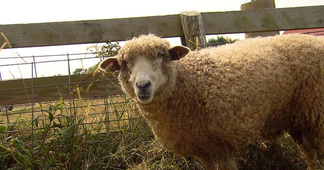Sheep as pest management - CBS News
