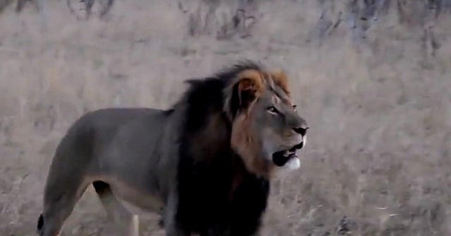 Man who helped in Cecil the lion killing faces Zimbabwe judge - CBS News