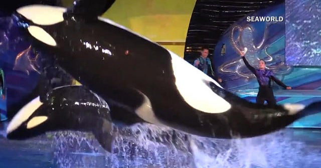 SeaWorld ending killer whale shows in San Diego - CBS News
