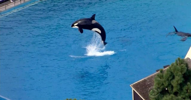 SeaWorld to phase out killer whale shows - CBS News