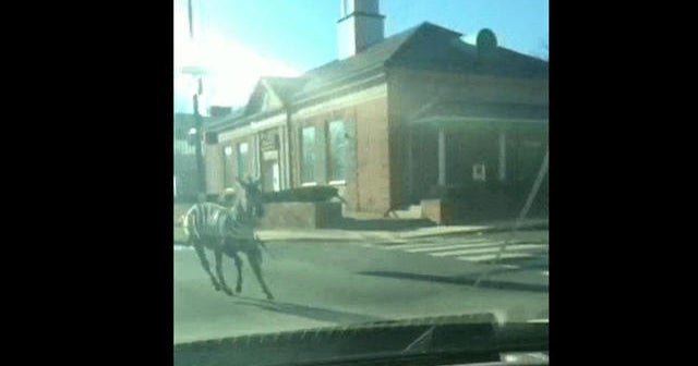 Zebras captured after breaking loose in Philly - CBS News