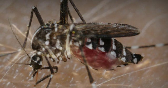 U.S. Olympic committee tackles Zika virus - CBS News
