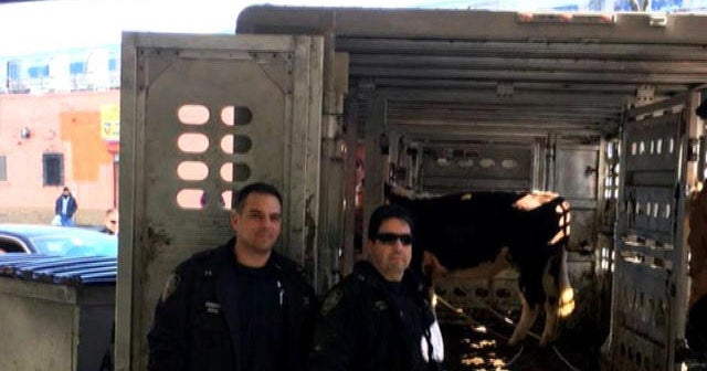 Cops capture loose cow in Queens - CBS News