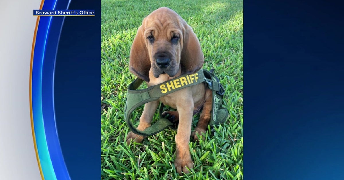 Cuteness Overload: Meet The Newest Bloodhound To Join BSO - CBS Miami