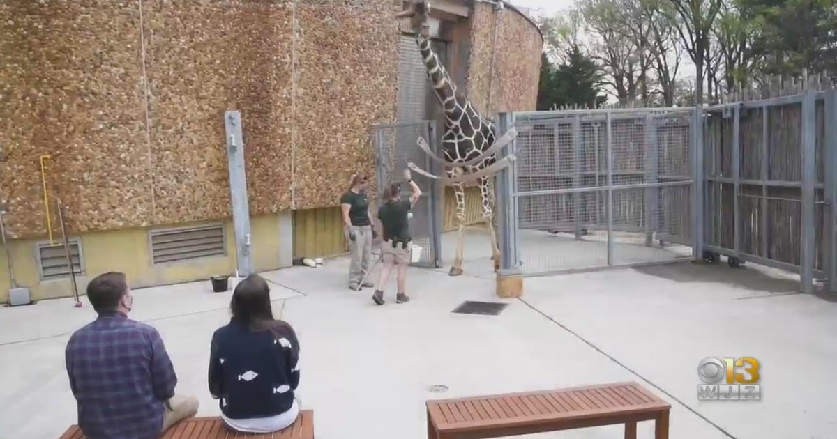 Maryland Zoo Adds Two New Experiences With Giraffes, Tortoises - CBS ...