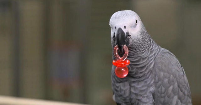Can a parrot serve as witness in murder trial? - CBS News
