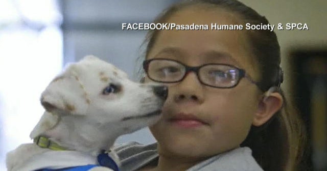 Deaf girl teaches puppy sign language - CBS News