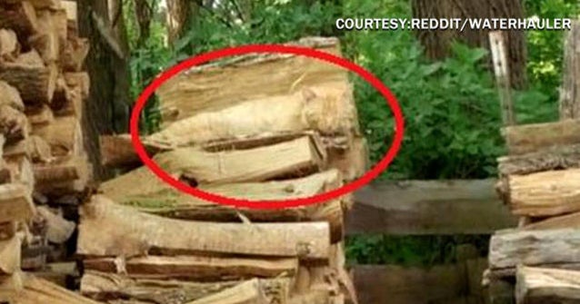 Viral cat photo stumps the internet - CBS News