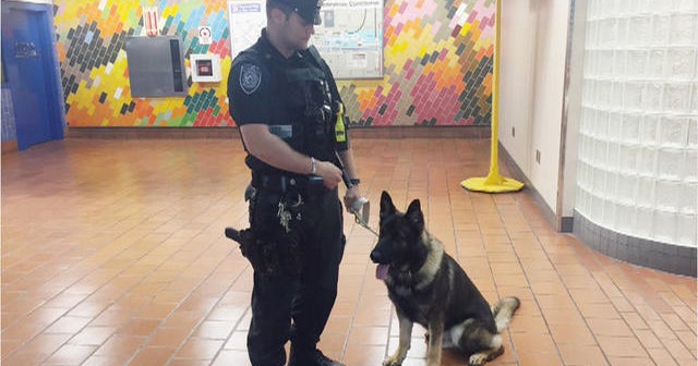 Philadelphia's newest explosives detection dog at the DNC - CBS News
