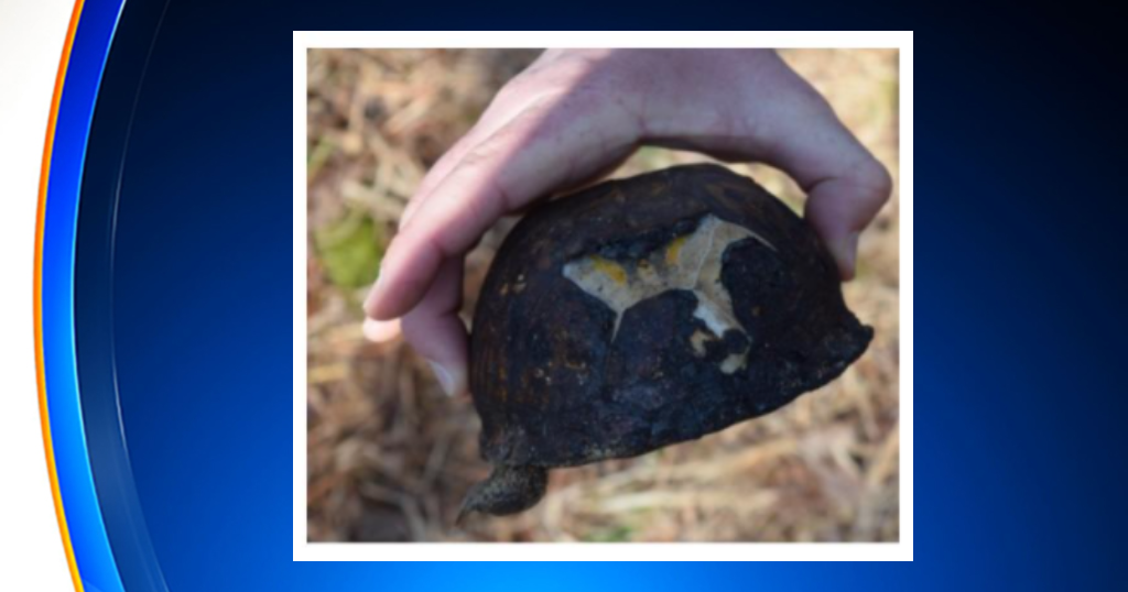 Police: Arsonist Kills Eastern Box Turtle In Southampton Town Woodlands ...