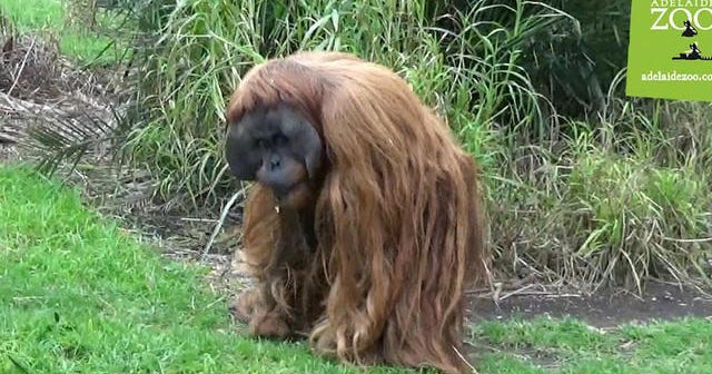 Australian Orangutan creates song - CBS News