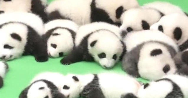 Adorable baby pandas make their debut in China - CBS News