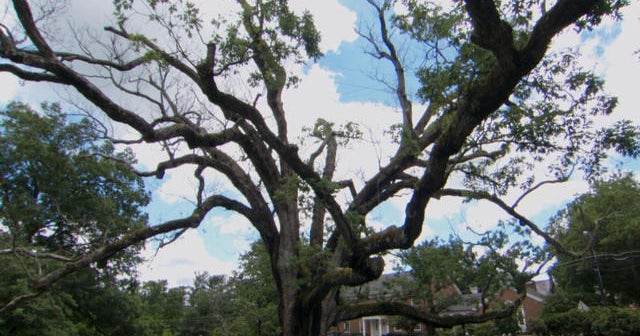 N.J. town mourns loss of 600-year-old tree - CBS News