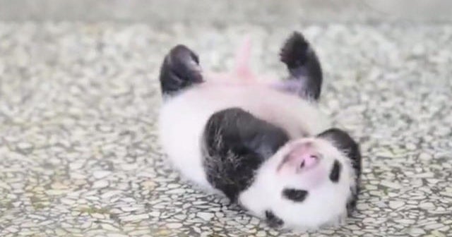 WATCH: Tiny baby panda tries to roll over for first time - CBS News