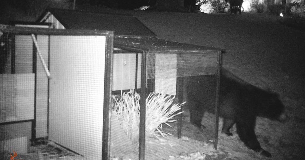 Pennsylvania Game Commission Traps, Relocates Bear Roaming Around Bell ...