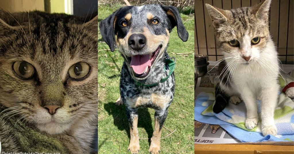 Furry Tails: Chex, Blue And Mia Are Waiting For Forever Homes - CBS ...