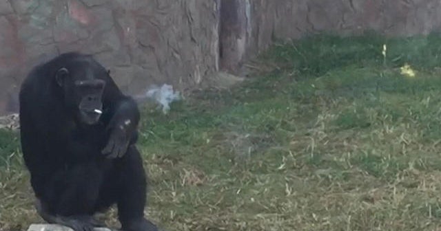 This chimp smokes a pack of cigarettes a day - CBS News